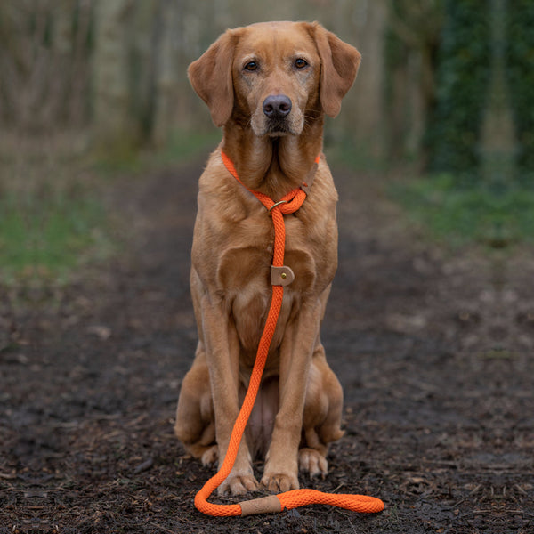 Ruff & Tumble Thick Slip Lead | woofers & barkers